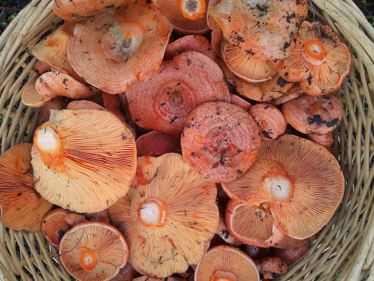 El Hoyo de Pinares-Fondo Documental: La vieja fábrica conservera de ...