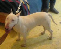 Bull Terry: Historia