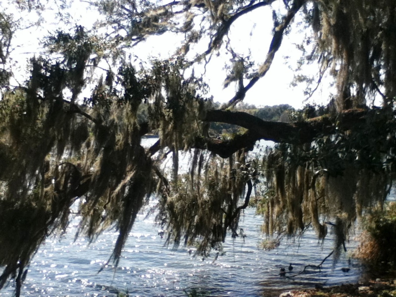 Virginia's Life, Such As It Is!: February 2012