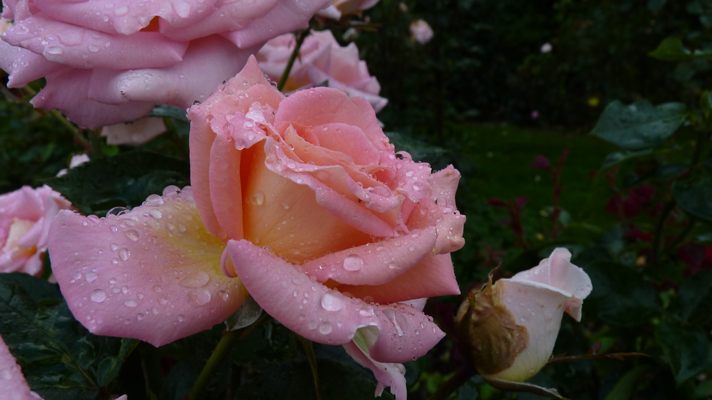 Høneballehaven på Samsø og Hellerupvej på Fyn: Blæsende og kølig dag