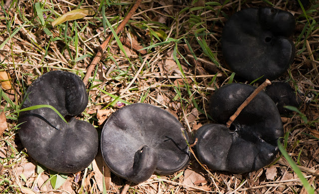 FOTOGRAFIAS DE LA FLORA AUTOCTONA DEL URUGUAY: TIMBÓ