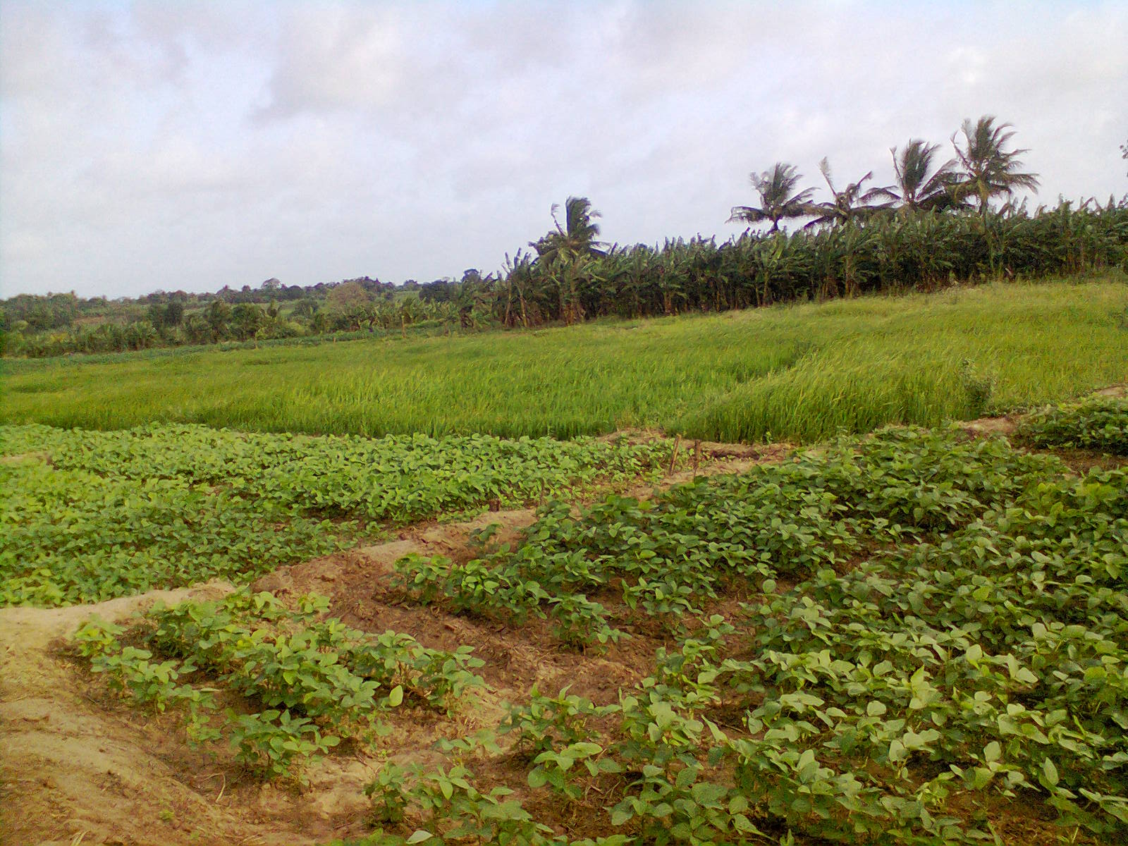 IDEAL LAND FOR RESIDENT & CULTIVATION