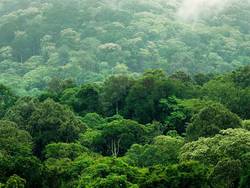 Freedom For Oromia(Oromiyaa): Who Burn Oromian forests?