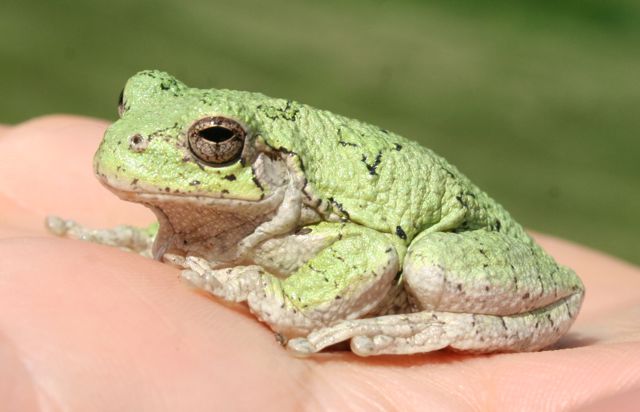 Reflections from Crumbly Acres: Tree frogs and wood frogs are singing ...