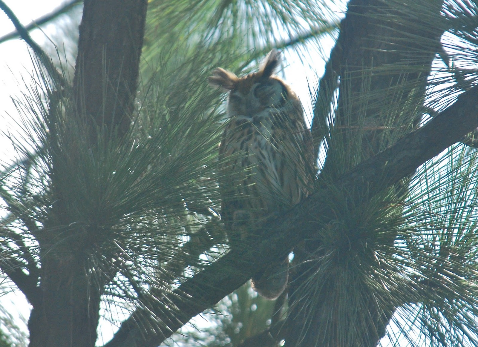 Jan Axel's Blog: A beautiful Owl