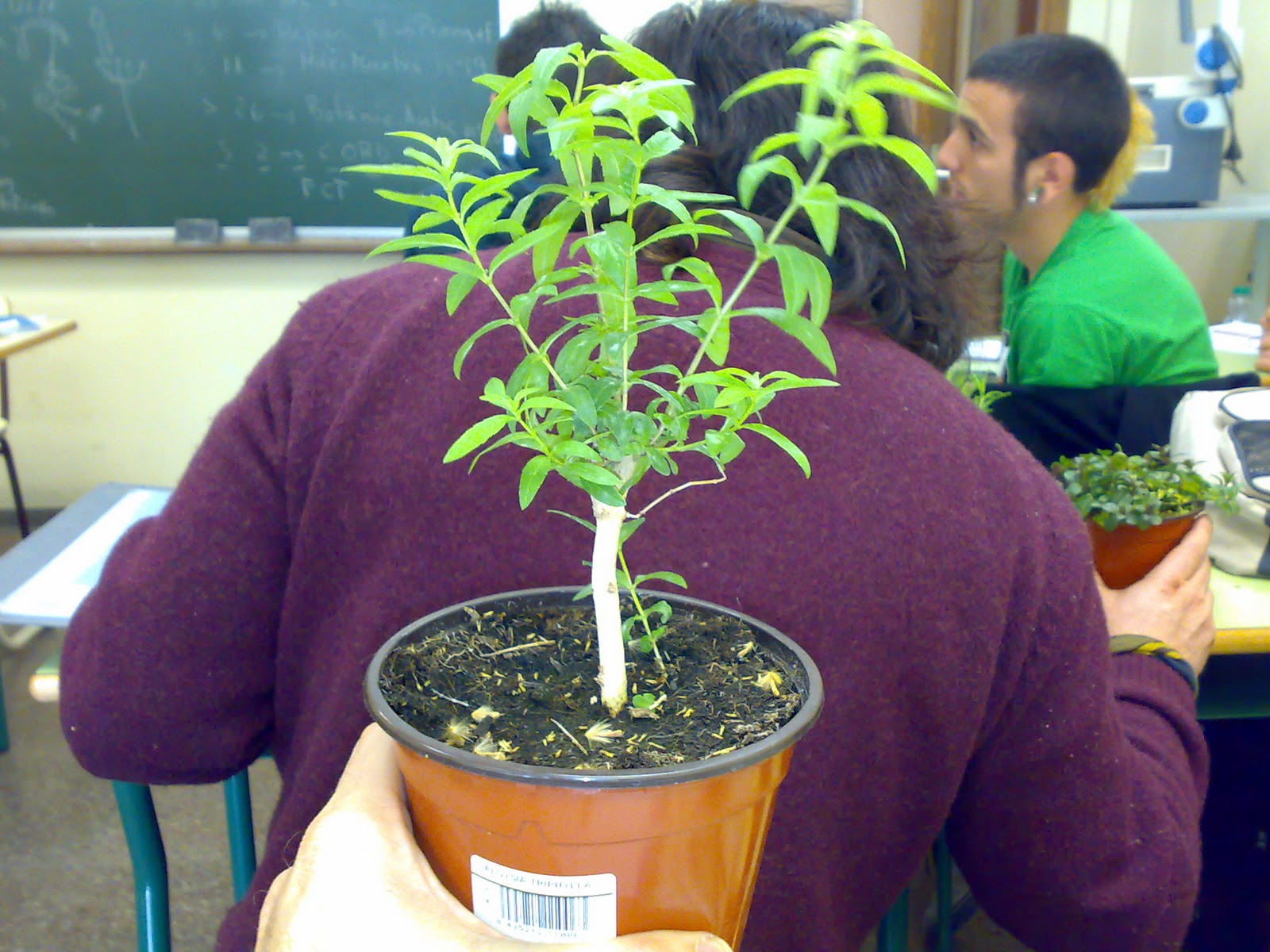 UNA PLANTA: FAMÍLIA VERBENÀCIES