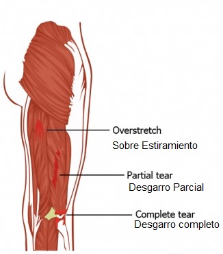 Massage Therapist L.M.T