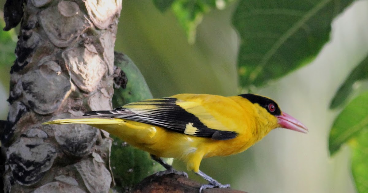 Ron-Nature-Adventures: Common Household and Garden Birds