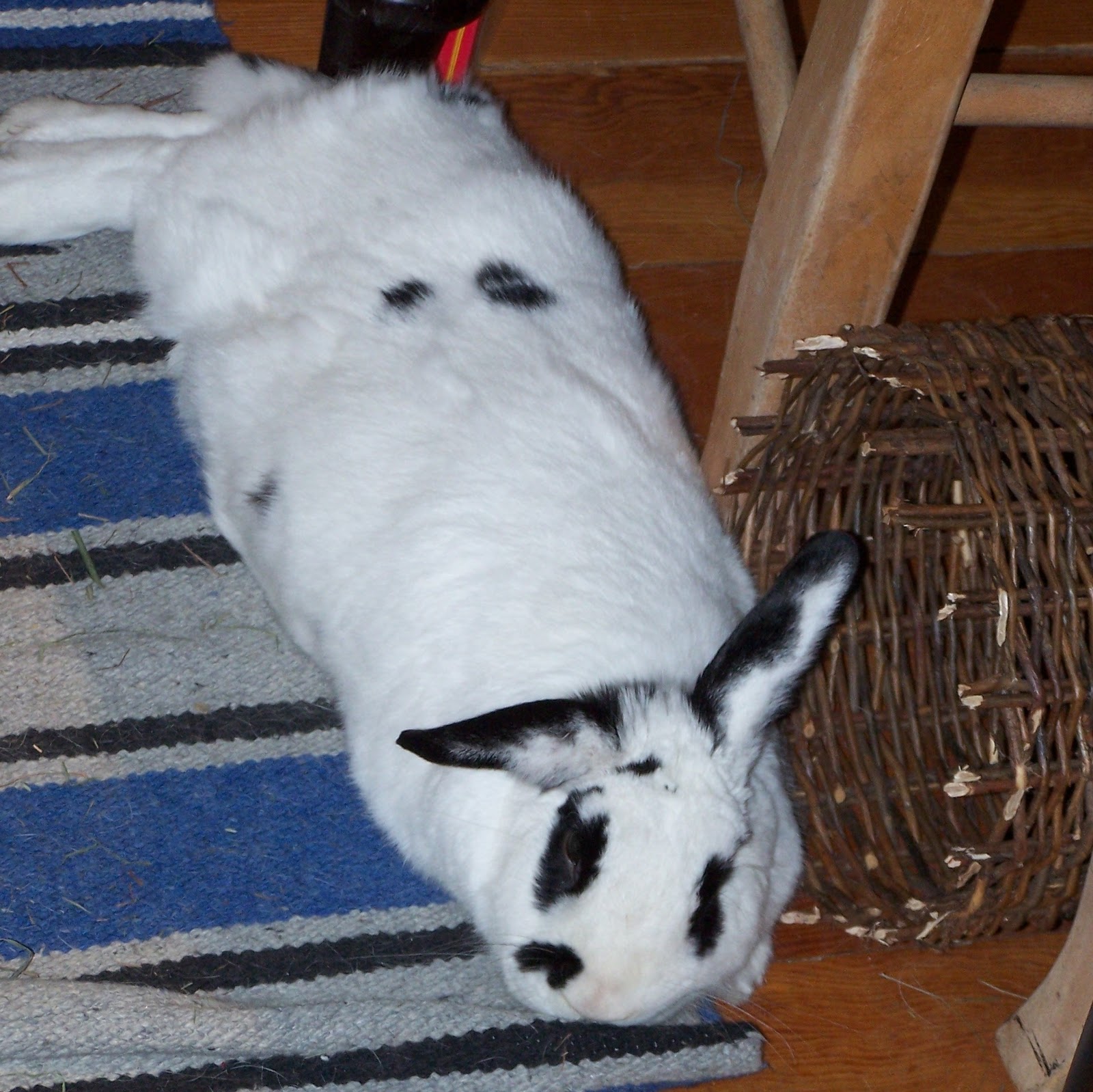 ~ THE LAZY VEGAN ~ HOME OF PACO & LUIGI AND FRIENDS: Wasabi's Close ...