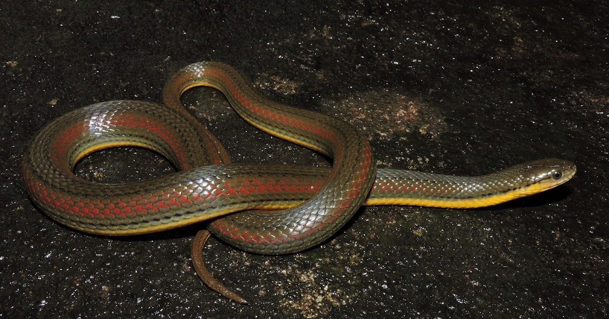 Olive Keelback/දියවර්ණයා (Atretium schistosum-Daudin, 1803)