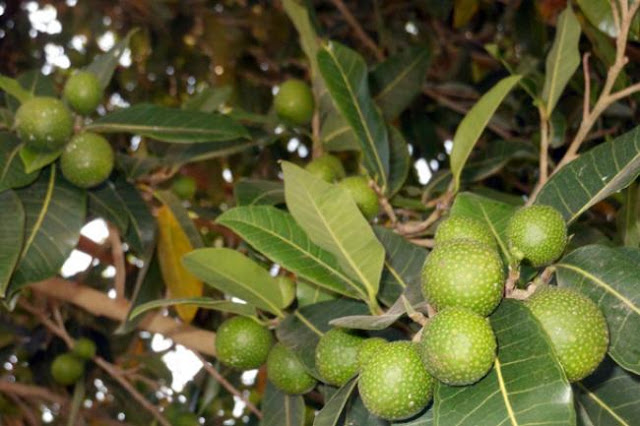 Impulsan producción de árbol de ramón en el estado | Johnny Oliver Quintal