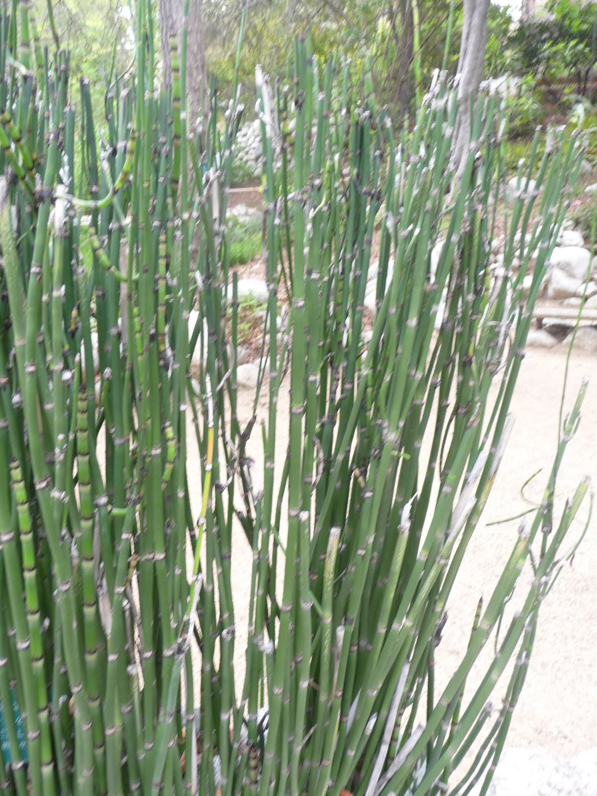 Virtual Plant Collection: Horsetail