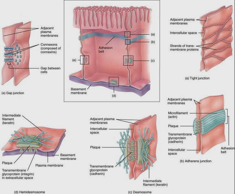 Uniones Intercelulares; Uniones Celulares