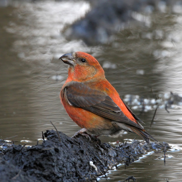 TrogTrogBlog: Bird of the week - Common crossbill