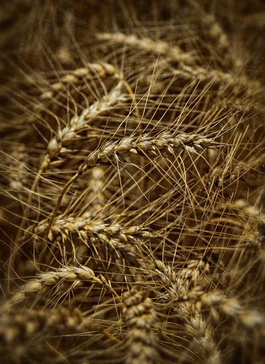 Dan Routh Photography: Bearded Wheat