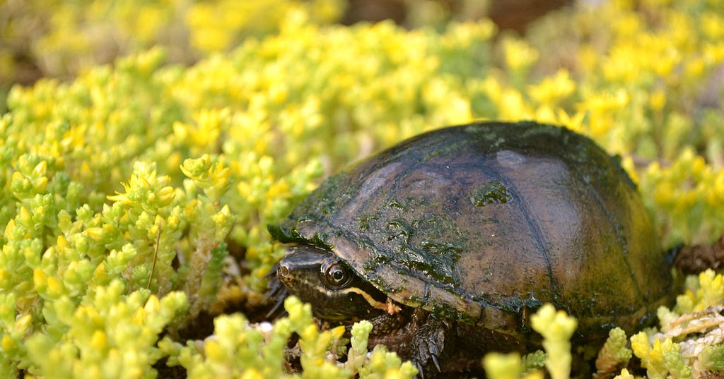 Earth and Space News: North American Common Eastern Musk Stinkpot ...