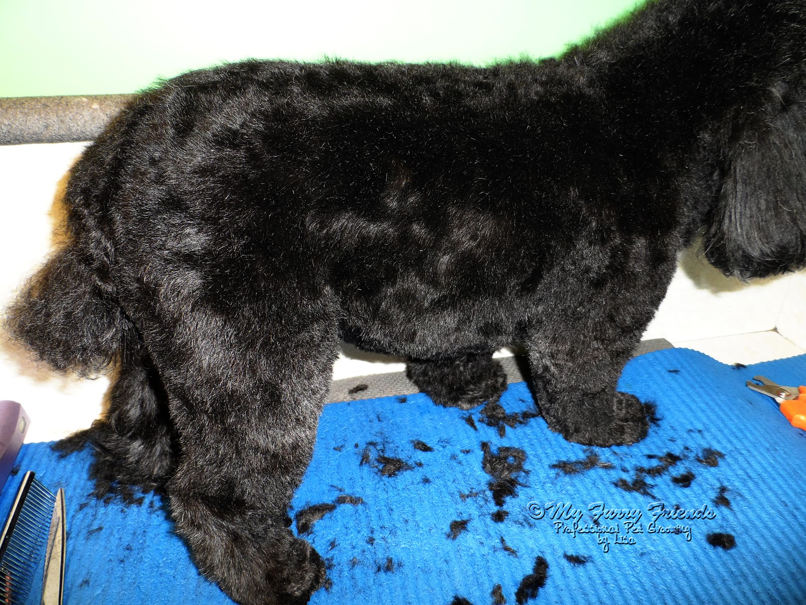 Pet Grooming: The Good, The Bad, & The Furry: Using Clip Comb ...