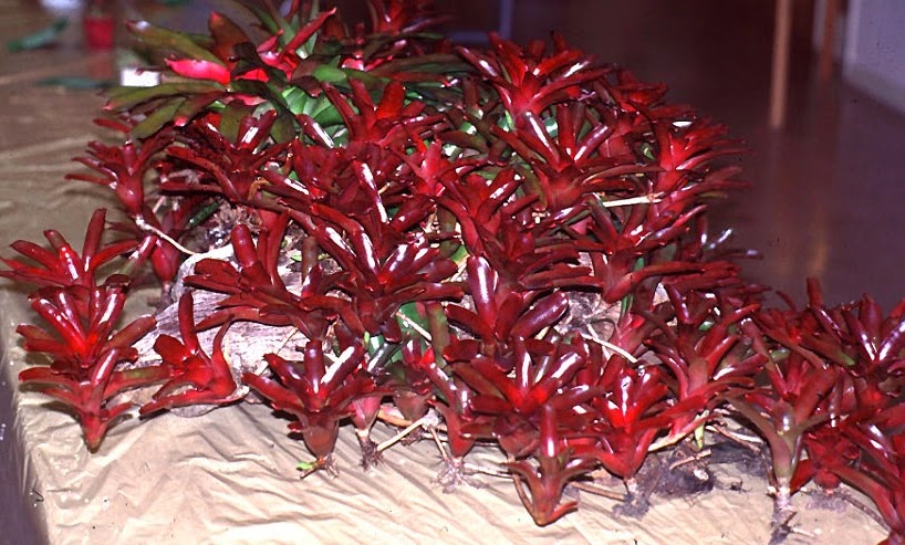 Lord Flores: MINI BROMÉLIAS