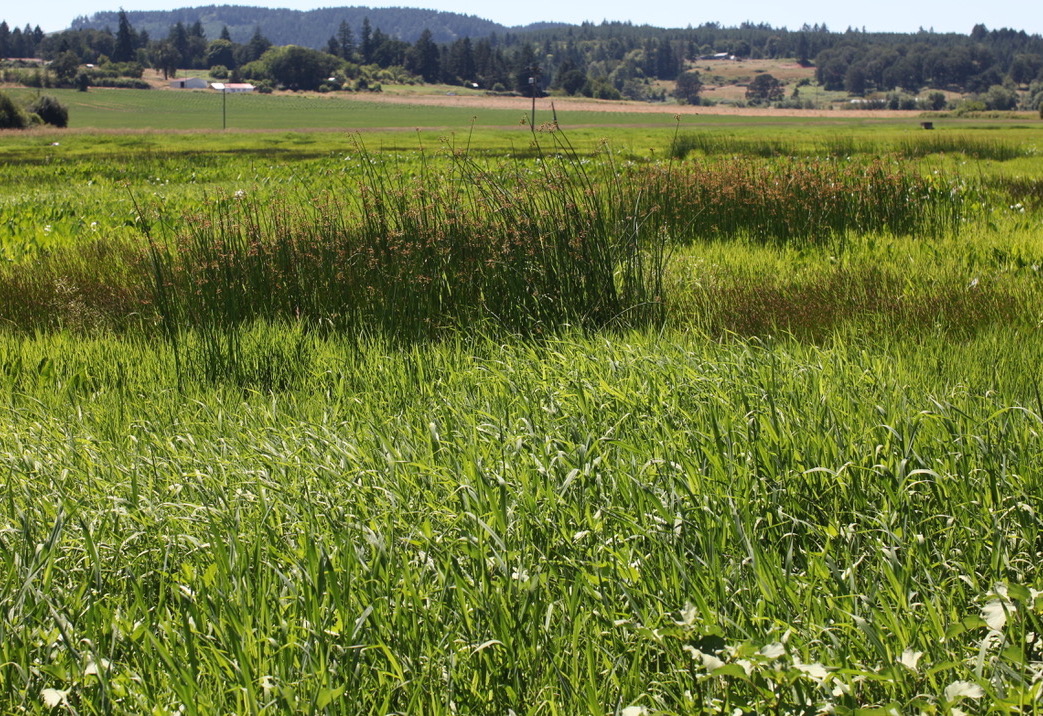 Good Stuff NW: Farm Bulletin: Our Land of Tule and Cattails