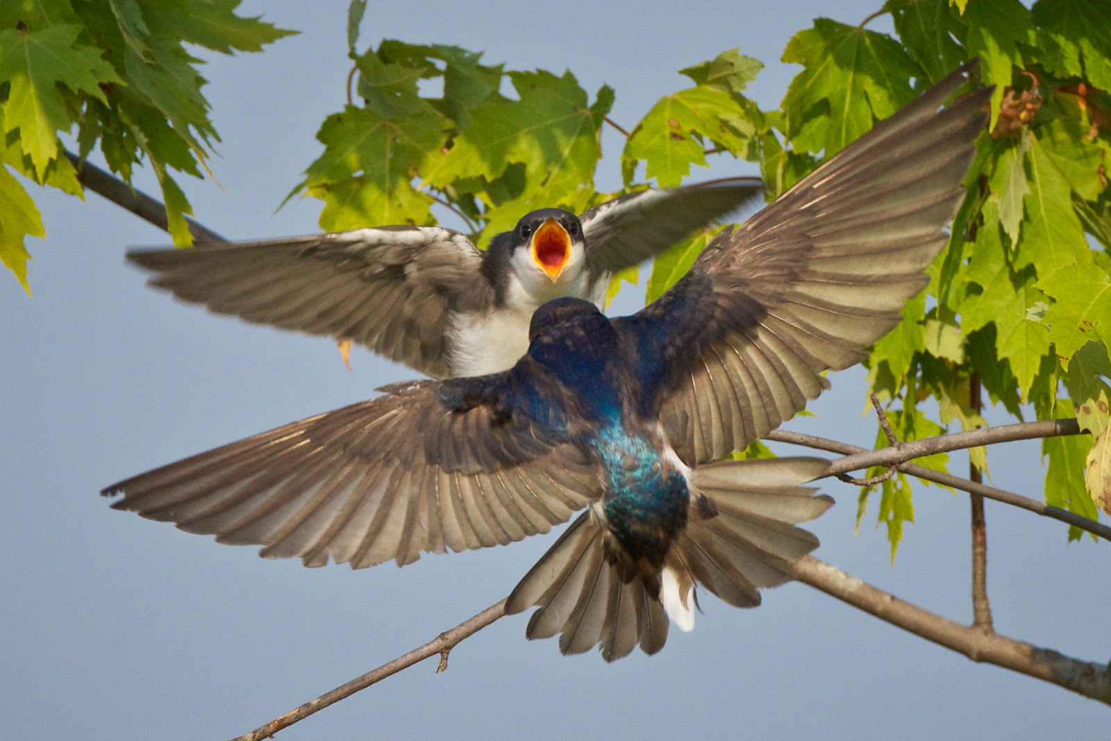 Feather Tailed Stories: Tree Swallow (juveniles)