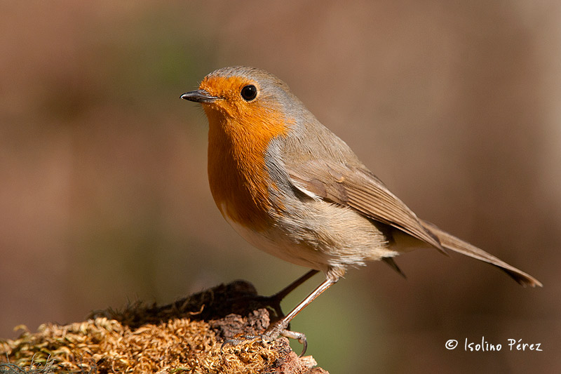 SALIDAS FOTOGRÁFICAS: Estrenamos el hide nuevo.