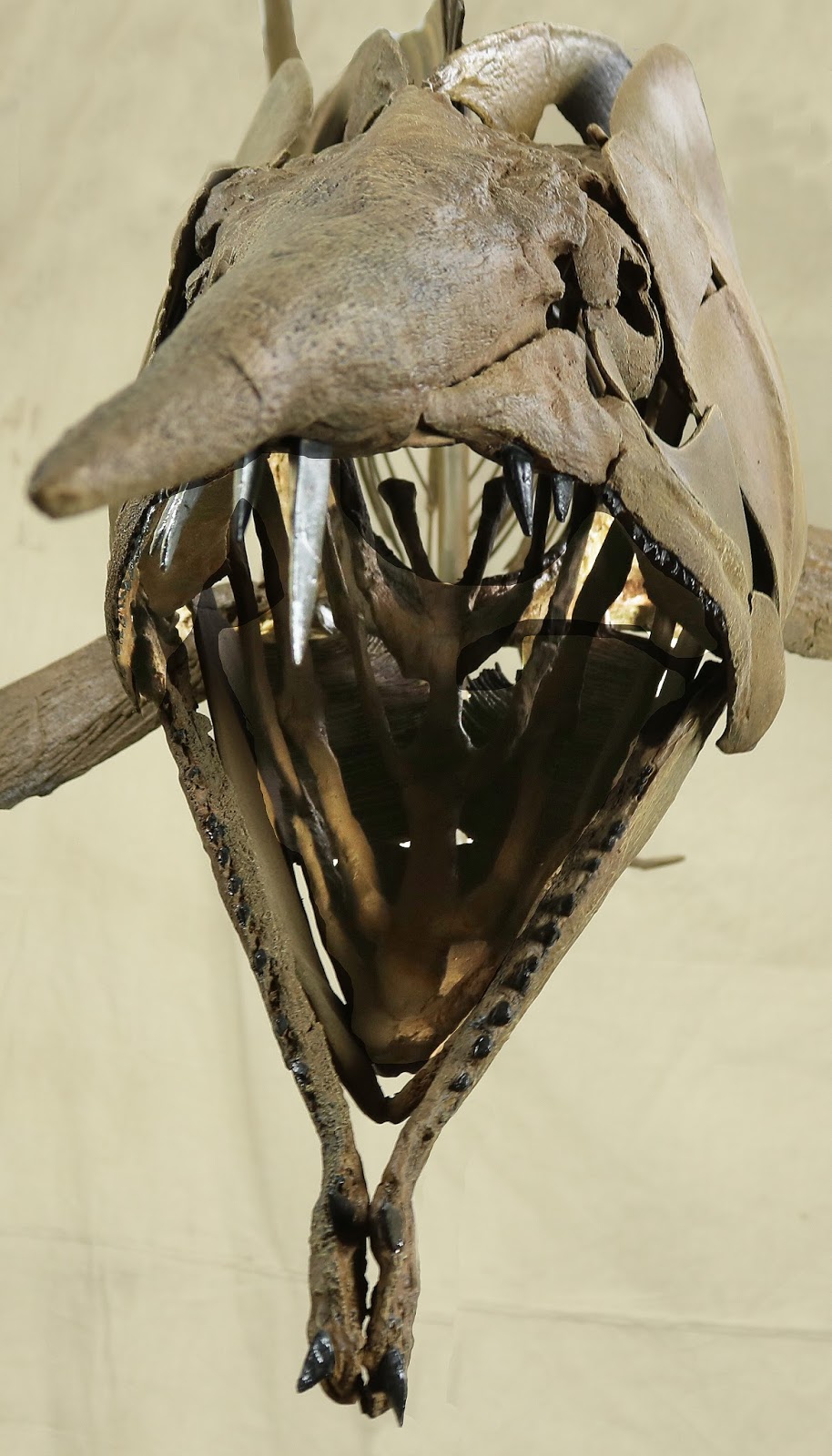 RMDRC paleo lab: Protosphyraena: Like a Swordfish Made Babies With a ...