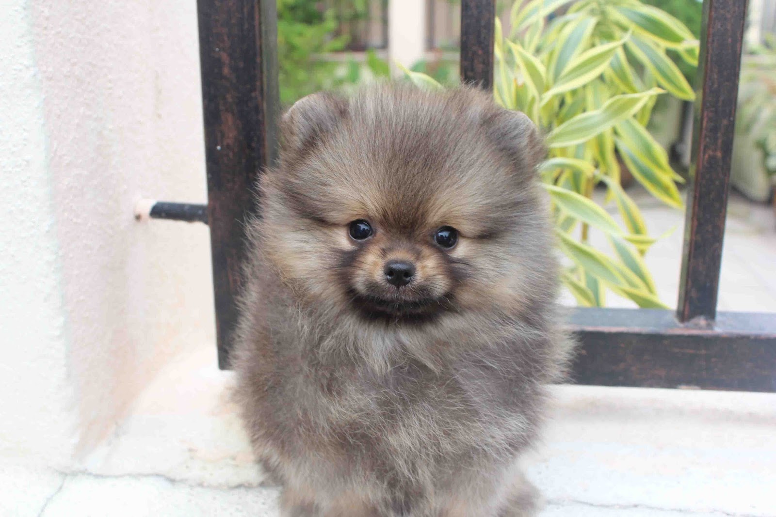 LovelyPuppy: Wolf/Sable Color Pomeranian Puppy
