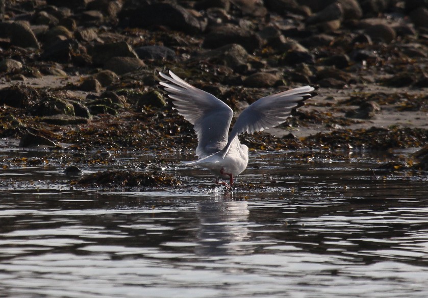 New England Coastal Birds: "Three Days of Winter Seabirding on Cape Cod ...