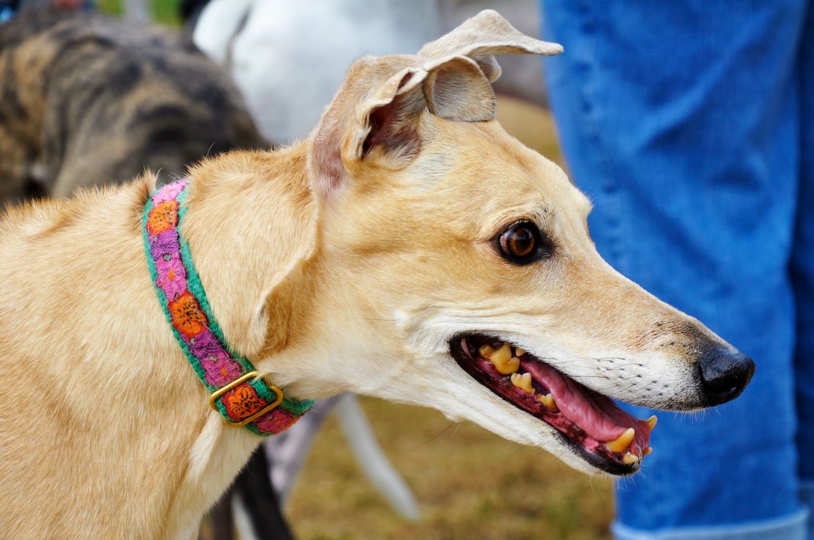 Northern Lights Greyhound Adoption Dog Blog: Amazing Greyhound Ears
