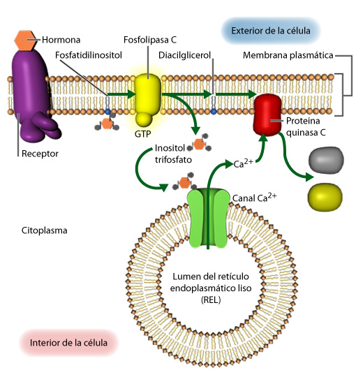 Leer y Aprender Juntos: Funciones de la membrana plasmática 1
