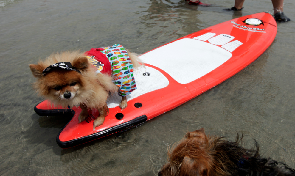 Awesome dogs from the 2012 Surfing Dog Challenge (10 Pics) | Amazing ...
