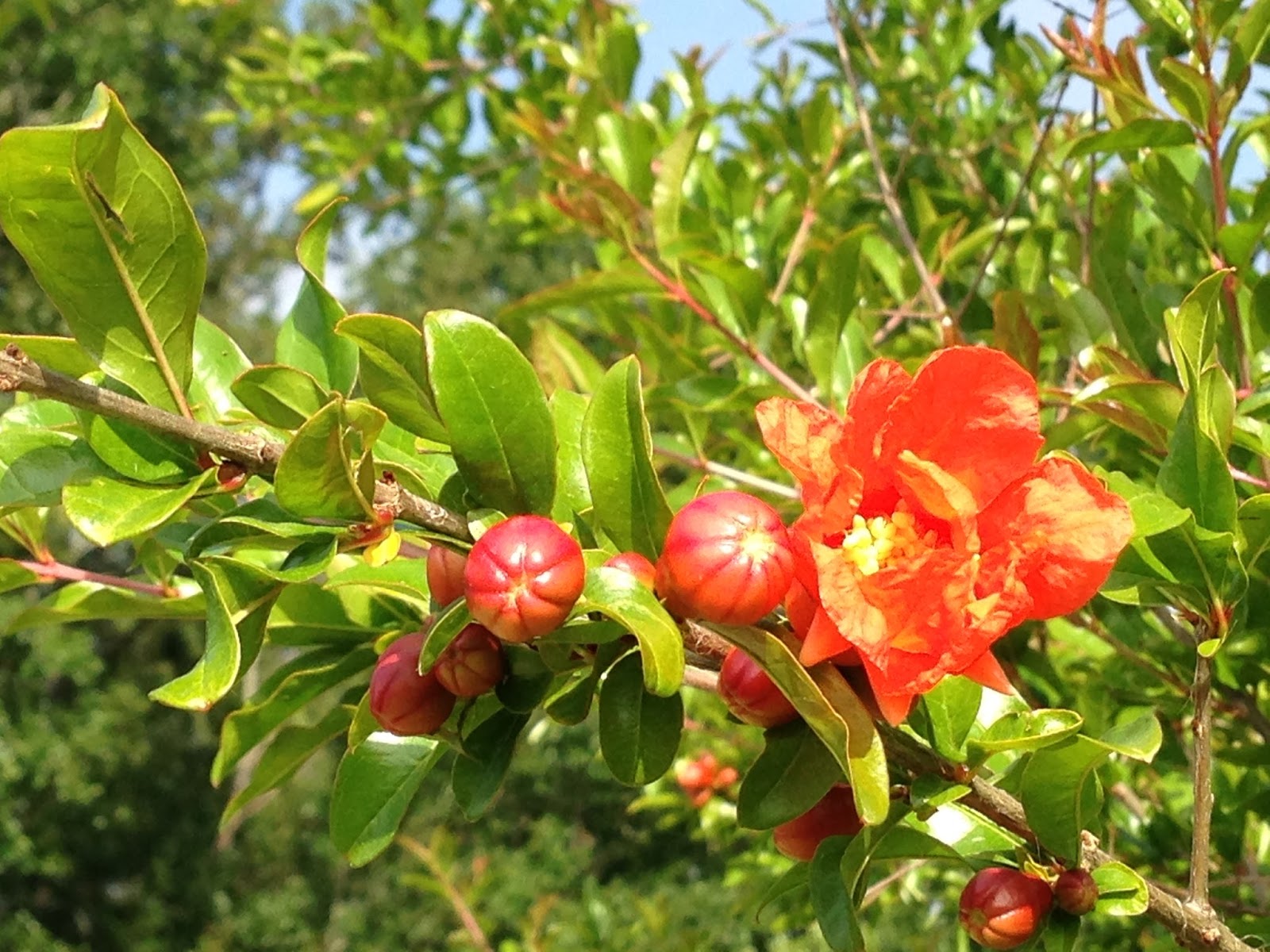 10.000 cosas que me gustan : 00334 La Flor del Granado