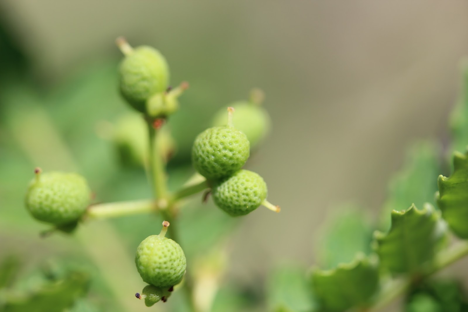 AROMATUM: To Japan, for Sansho