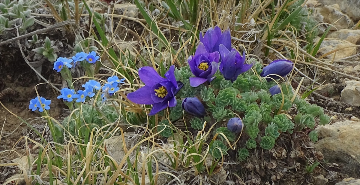 Prairiebreak: An album with a floral few gems from Northwestern Wyoming ...
