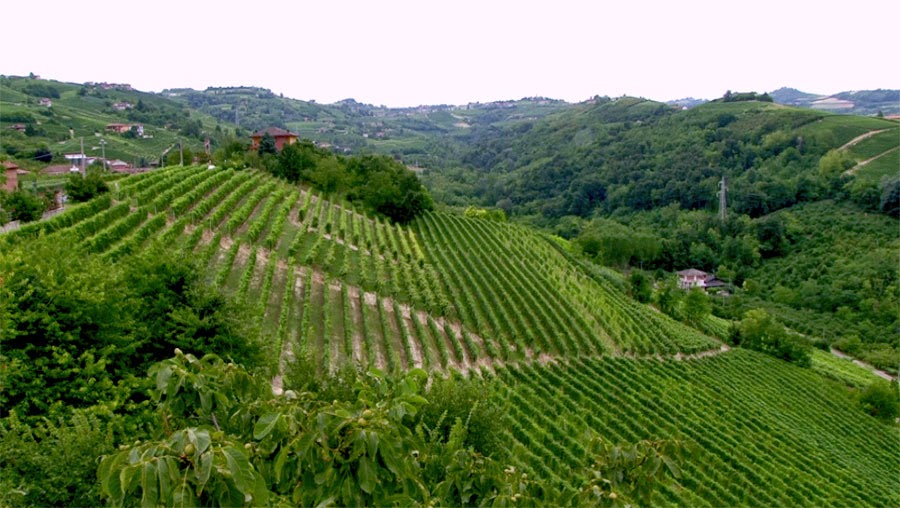 The Queen of Piemonte - John Fodera's Tuscan Vines