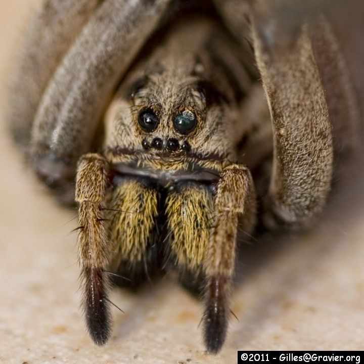 La Photographie de Gilles Gravier: Meet Lycosa Narbonensis, Close Up