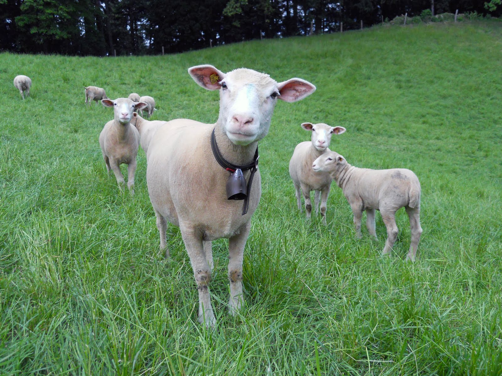 2R Schafe: April 2011