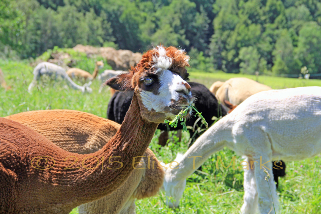 Elise Creations & Passions: Alpacas With Interesting Colors & Markings