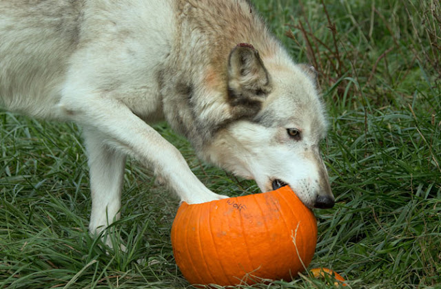 White Wolf : Amazing moments at the annual Pumpkin Party in Wolf Park ...