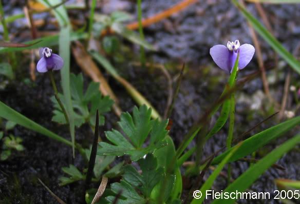 Species New to Science: [Botany • 1999] Burmannia larseniana • a new ...
