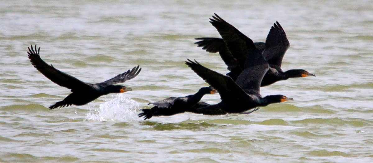 Gary's Outdoor Wanderings2: LOONS AND CORMORANTS
