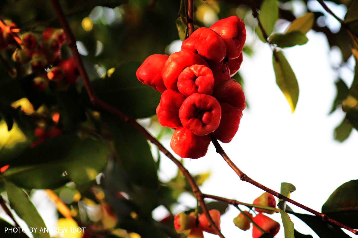 Ako si ANDREW IBOT!: Makopa