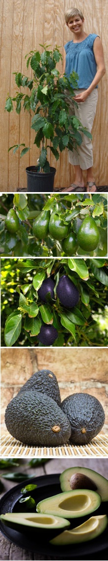 How To Cold Hardy Avocado - all-garden-world