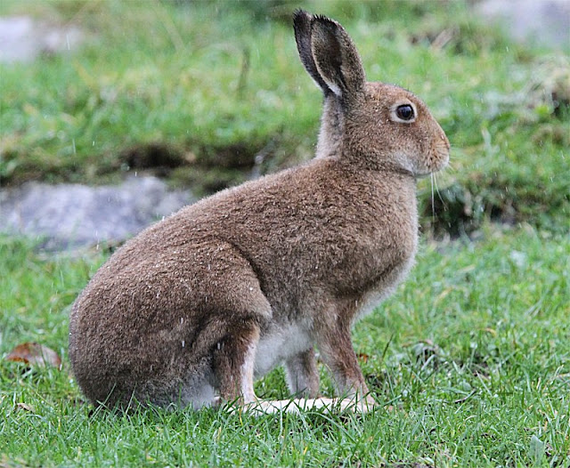 Murf’s Wildlife : Irish Hare