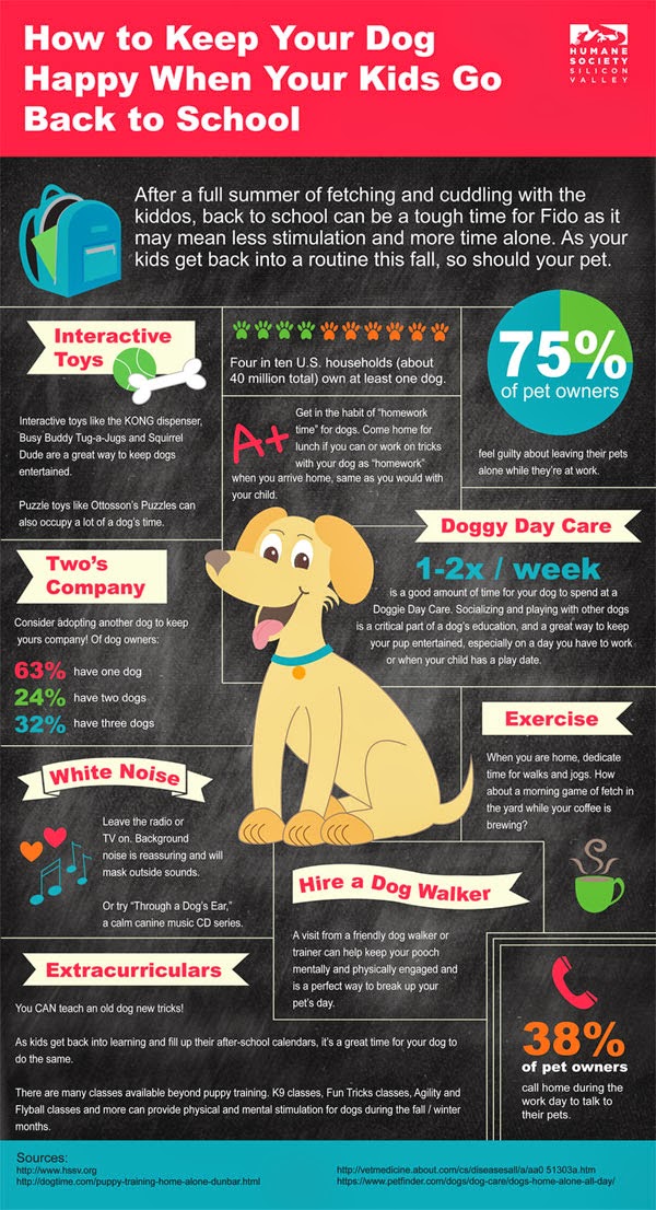 Can Dogs Go To School