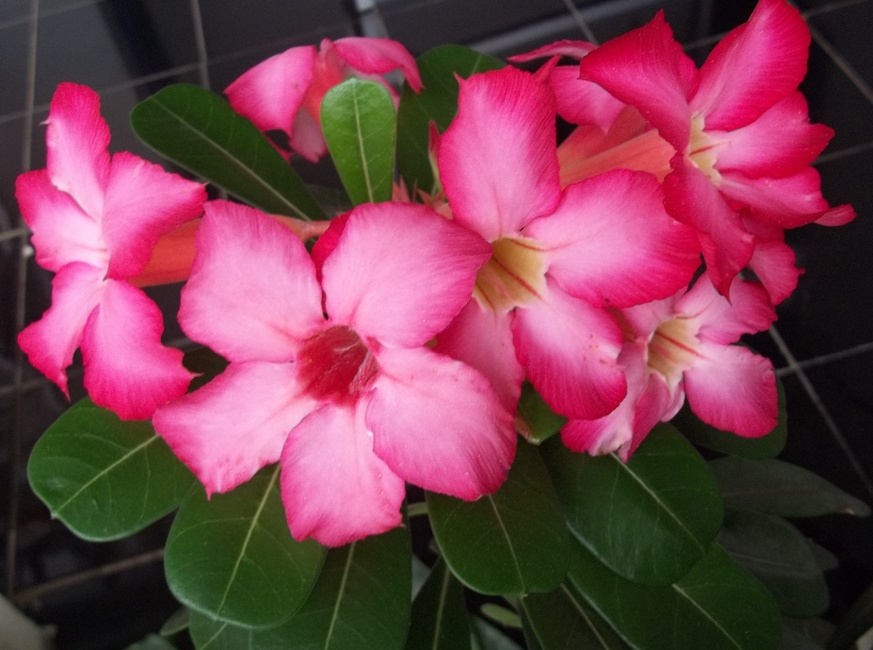 Garden of Words: Adenium