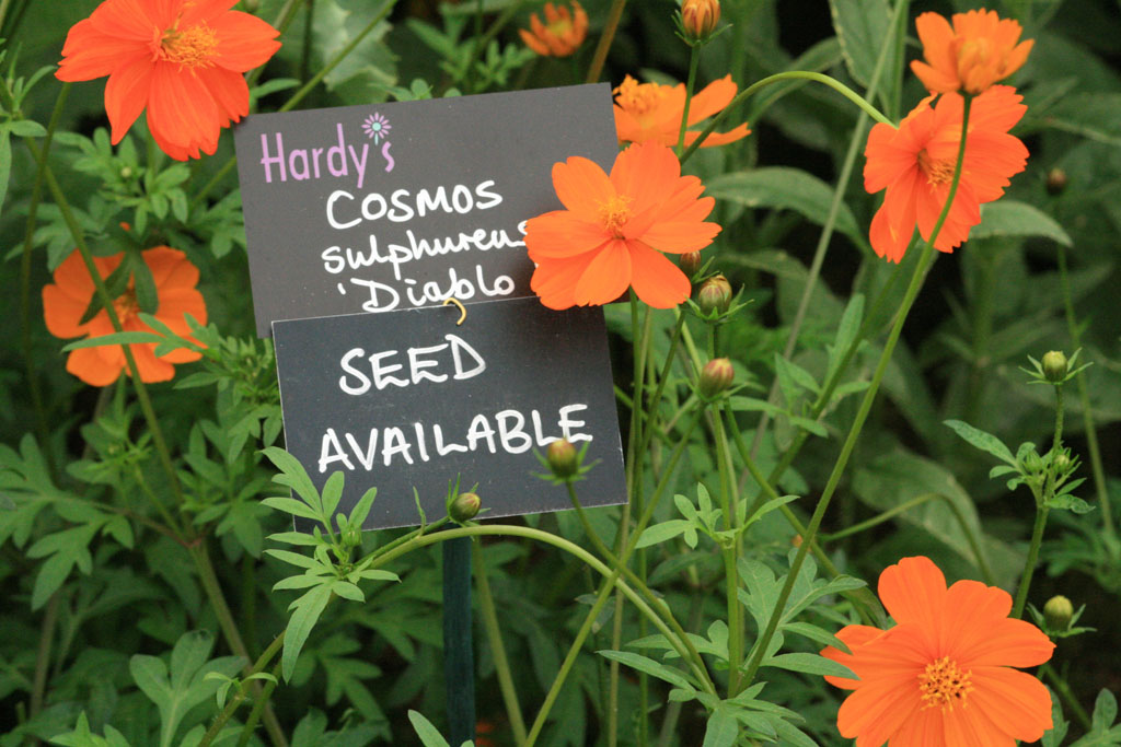 grow: RHS Hampton Court Flower Show 2015, part 2