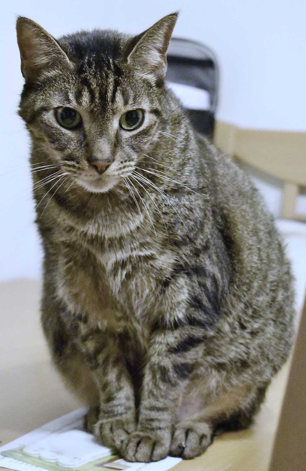 Bugging out - Momma Kat and Her Bear Cat