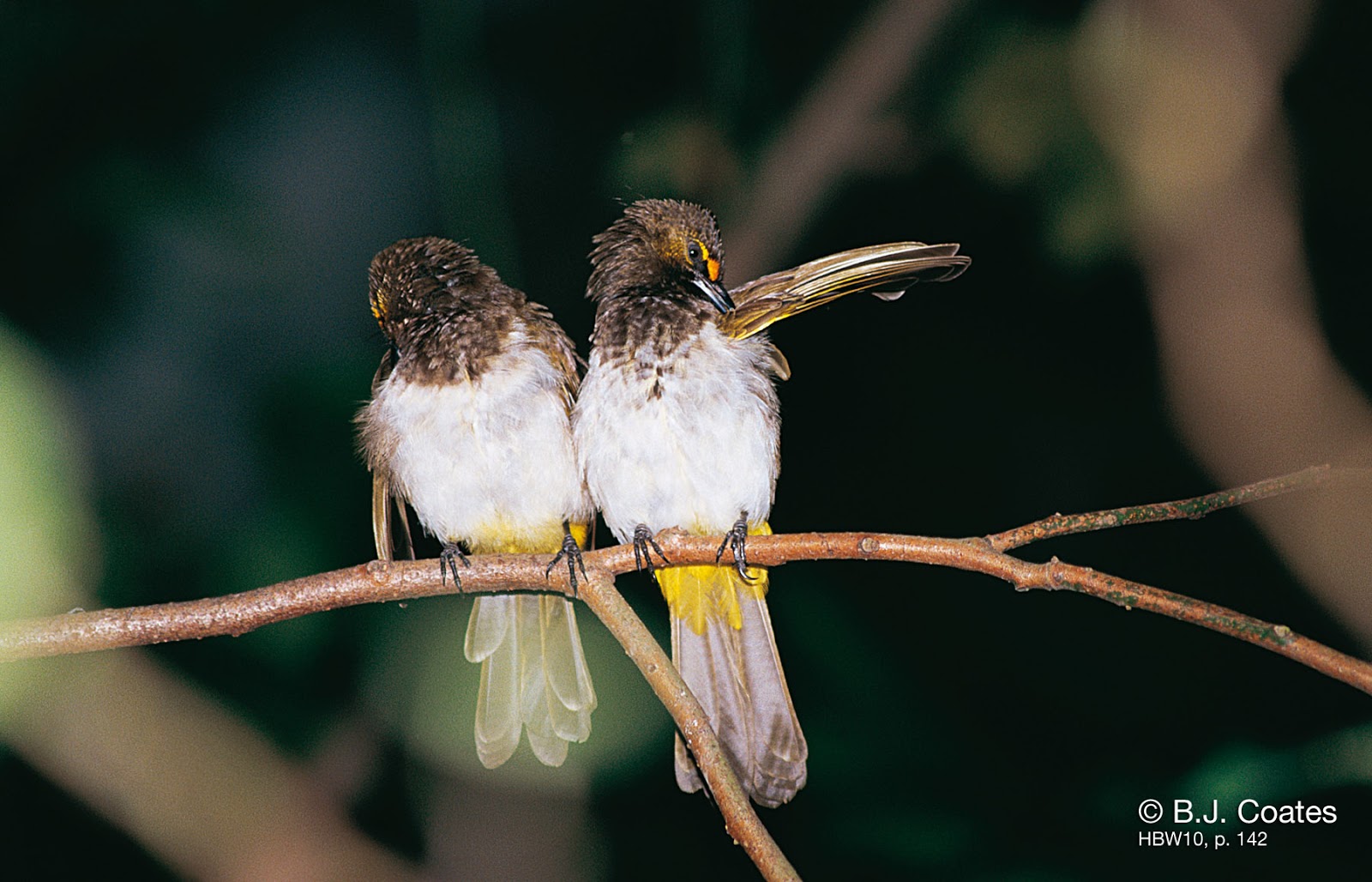 Cucak Gunung - Trend burung