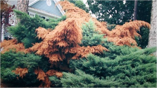 NCSU PDIC: Armillaria Root Rot in the Landscape: Attack of the ...